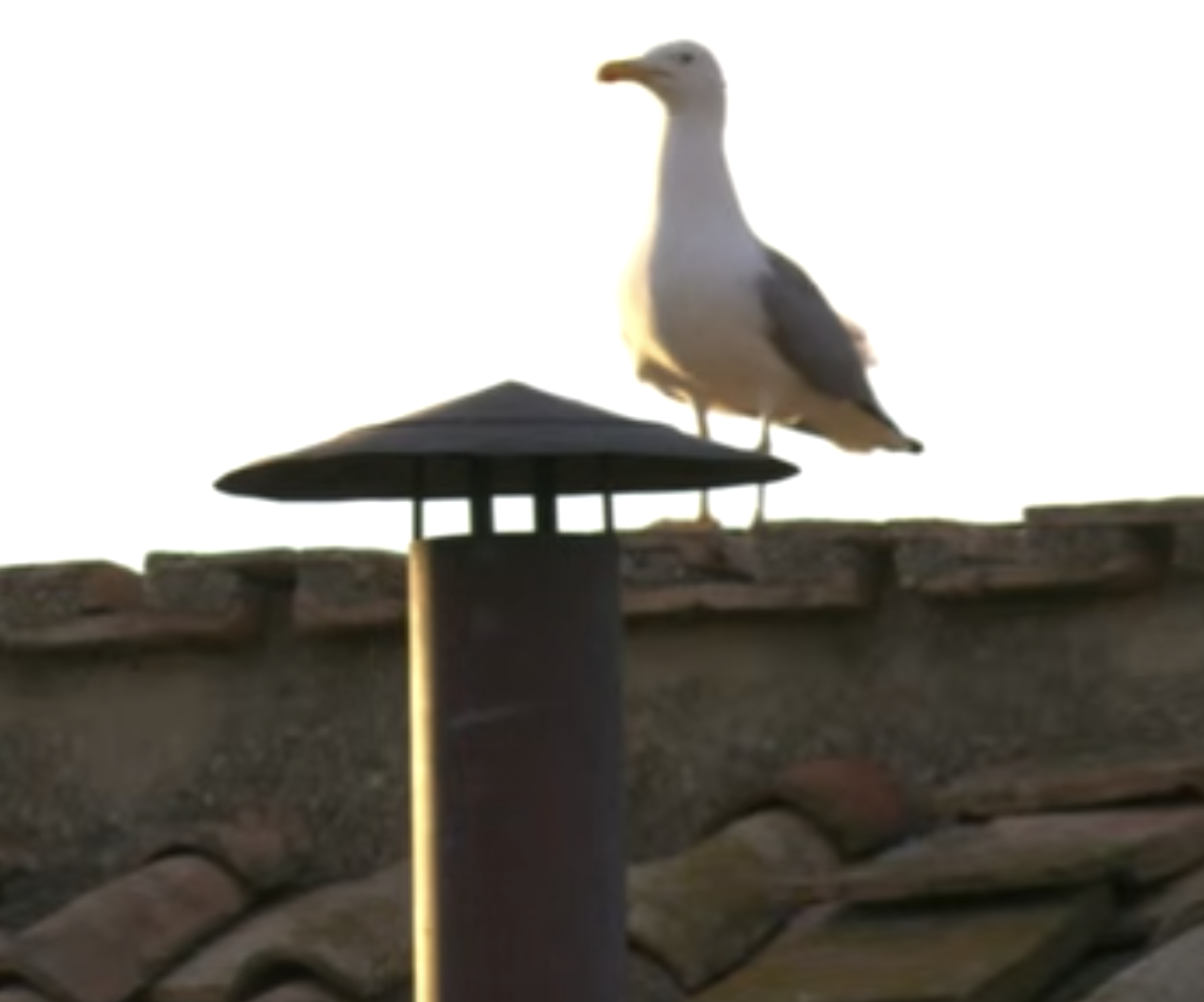 Medienaffine Möwe wartet bei Papstwahl auf Rauch - Diözese Innsbruck